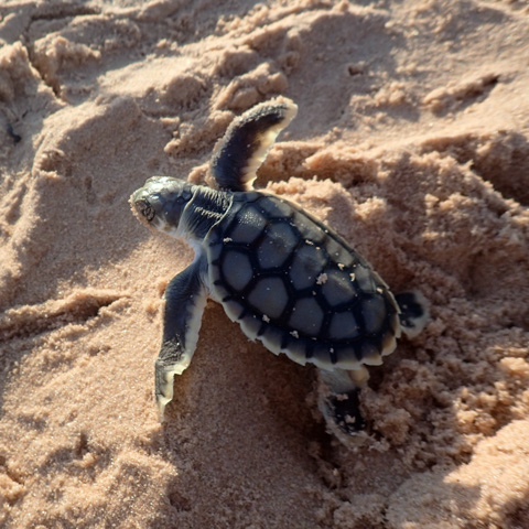 Flatback turtles | NWSFTCP